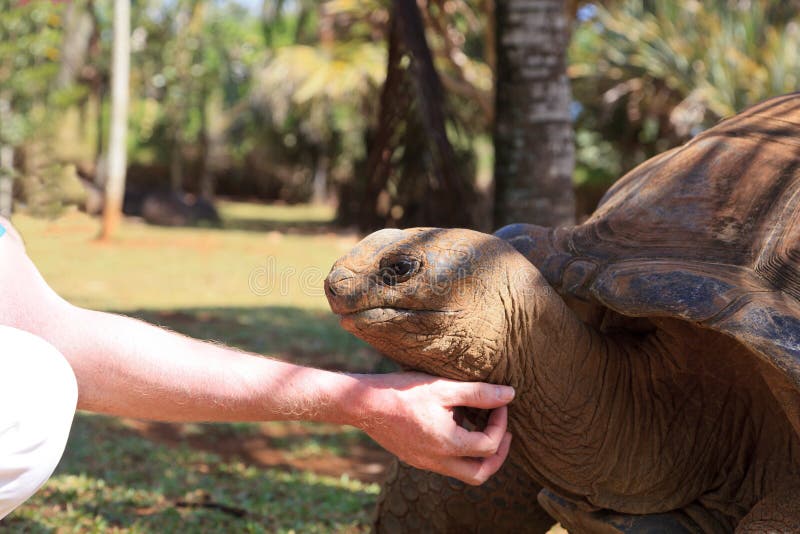 Sea Turtle Touching Hand of Woman Stock Photo - Image of closeup ...