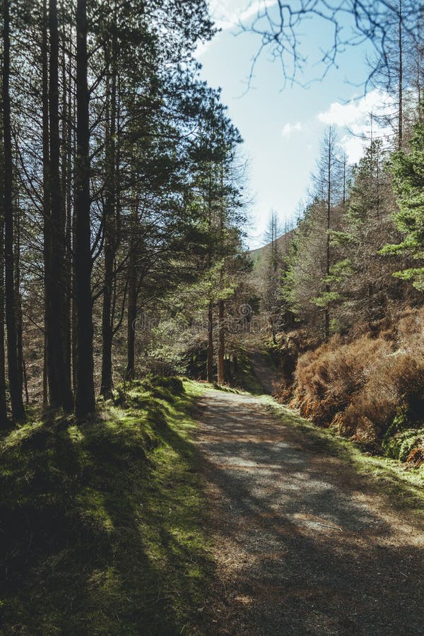 Tourist Trail Path in Scotland Stock Image - Image of afforestation ...