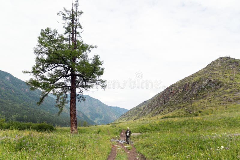 A Tourist Walks Past a Huge Tree Stock Image - Image of backpack ...