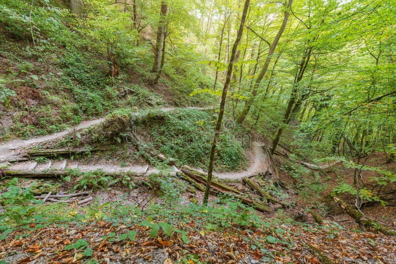 Touristic Path in the Mountain Forest. Stock Image - Image of wood ...