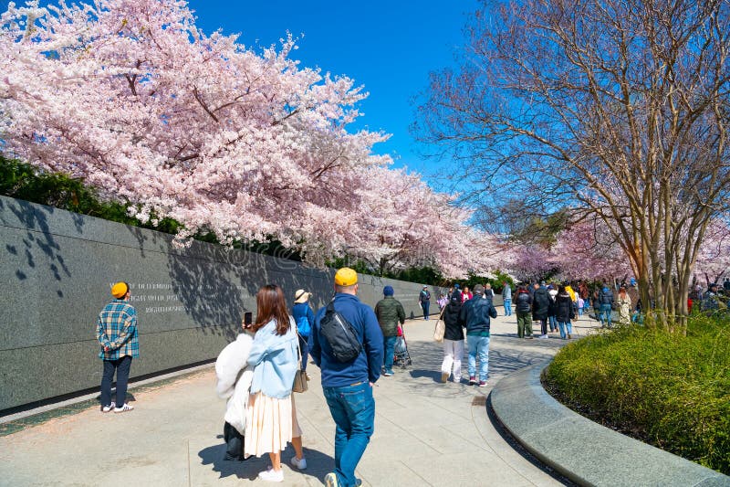 Tourists Enjoy a Walk Under a Cherry Blossom Tree in Washington, DC ...