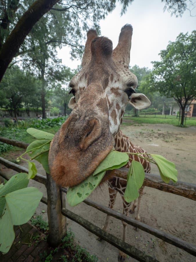 Tourists feeding giraffes stock photo. Image of funny - 148526962