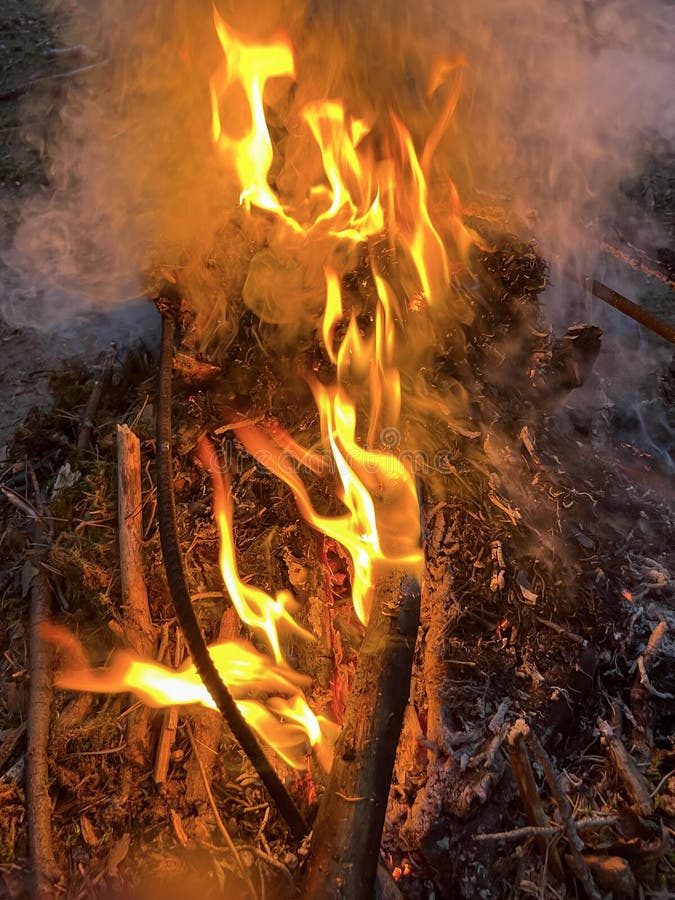Tourists Lit a Bonfire in the Forest at a Rest Stop Stock Photo - Image ...