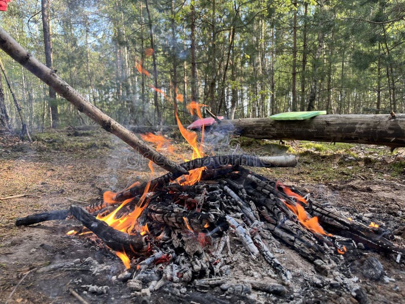 Tourists Lit a Bonfire in the Forest at a Rest Stop Stock Photo - Image ...