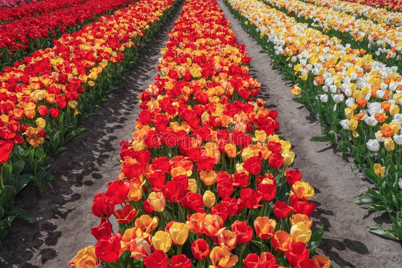 Famous Tulip Fields in the Netherlands. Beautiful Tulip Fields in ...