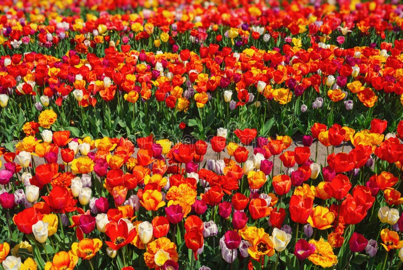 Famous Tulip Fields in the Netherlands. Beautiful Tulip Fields in ...