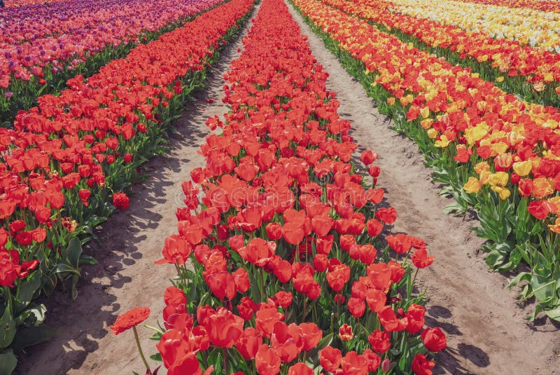 Famous Tulip Fields in the Netherlands. Beautiful Tulip Fields in ...