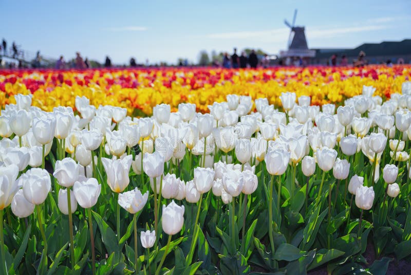 Famous Tulip Fields in the Netherlands. Beautiful Tulip Fields in ...