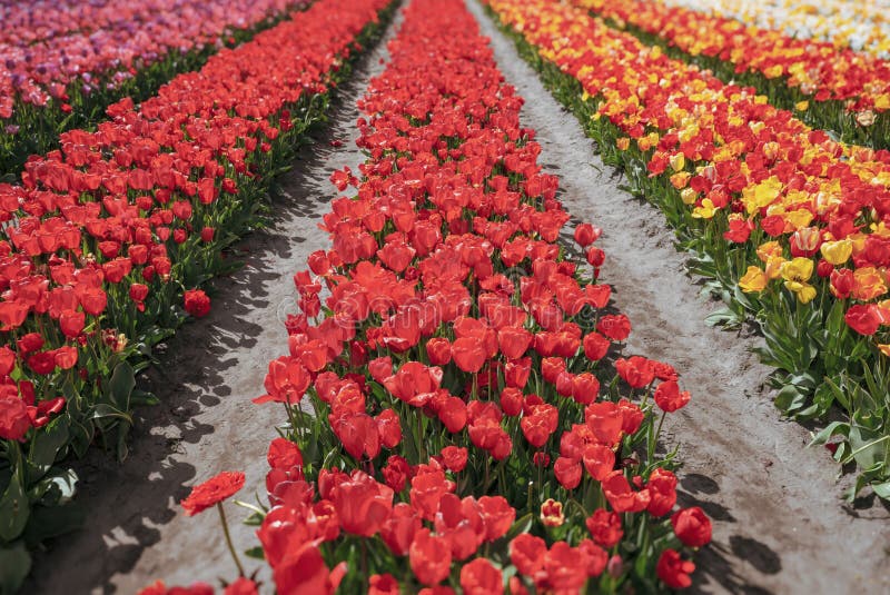 Famous Tulip Fields in the Netherlands. Beautiful Tulip Fields in ...