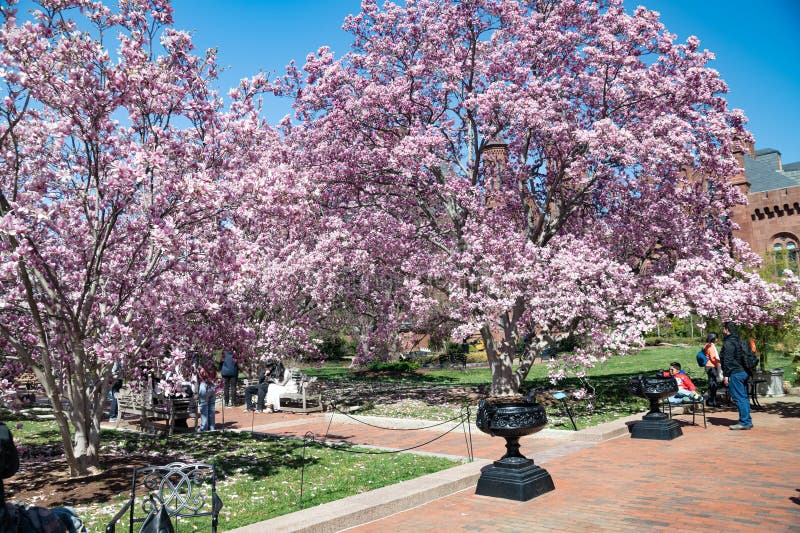 Tourists Walk Under a Blooming Magnolia Tree in Washington D.C ...