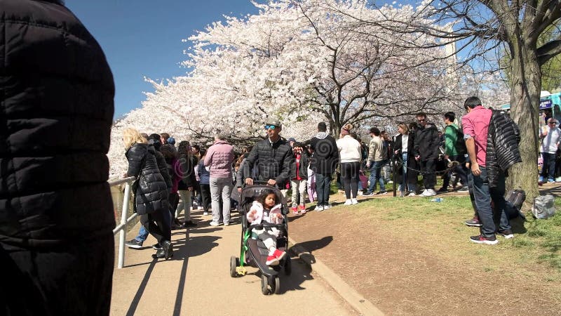 Tourists Walk Under Cherry Blossoms in Washington, DC. Cherry Blossoms ...
