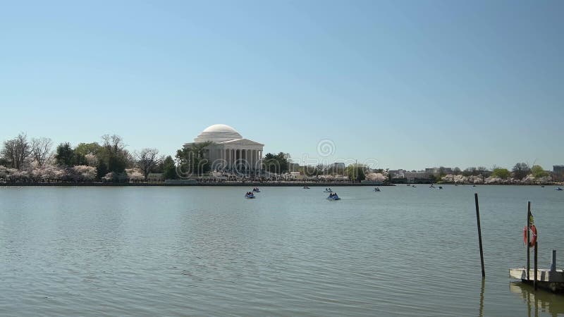 Tourists Walk Under Cherry Blossoms in Washington, DC. Cherry Blossoms ...
