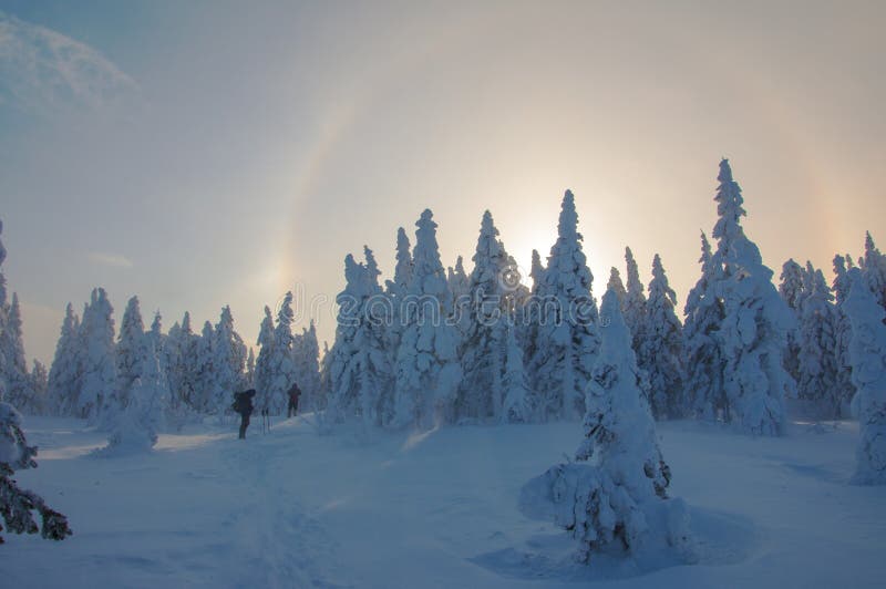 Tourists in the Winter Forest Stock Image - Image of region, kiddle ...