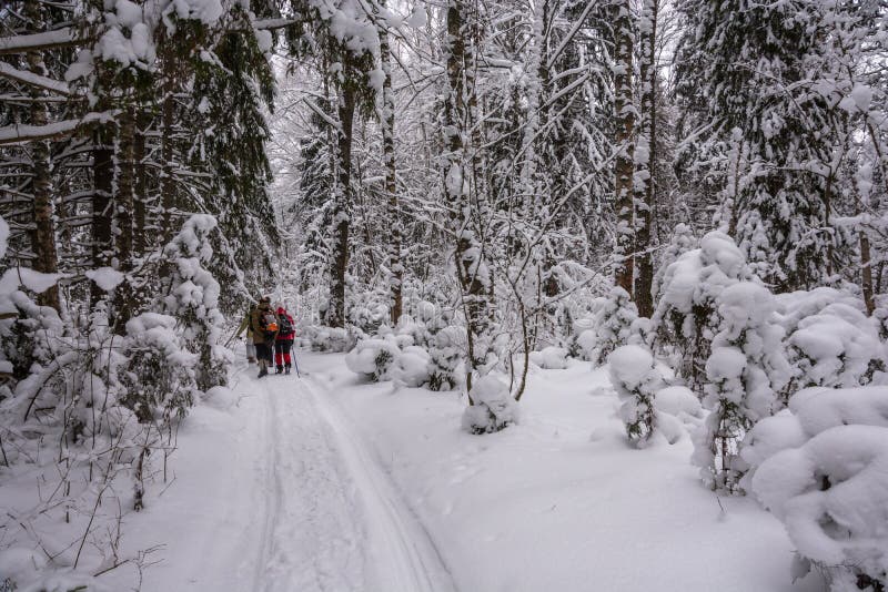 Tourists in the Winter Snowy Woods. Stock Photo - Image of white ...