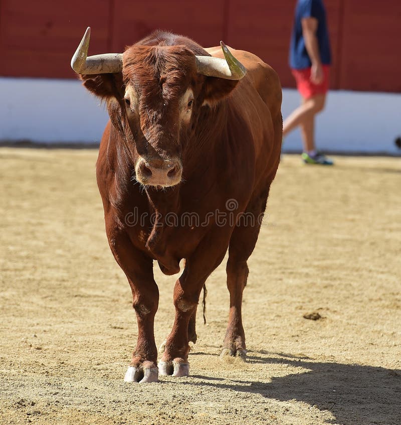 Touro imagem de stock. Imagem de tourada, cultura, galhardetes - 91751959