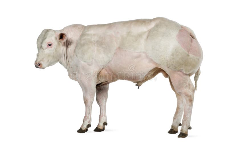Touro Azul Belga (8 Meses Velho) Foto de Stock - Imagem de vaca, branco ...