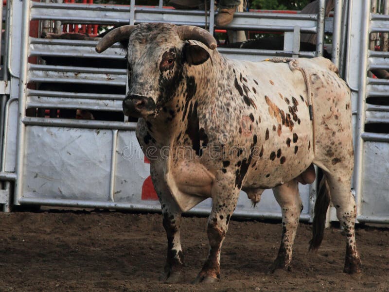 Touro do rodeio foto de stock editorial. Imagem de rodeio - 56514548