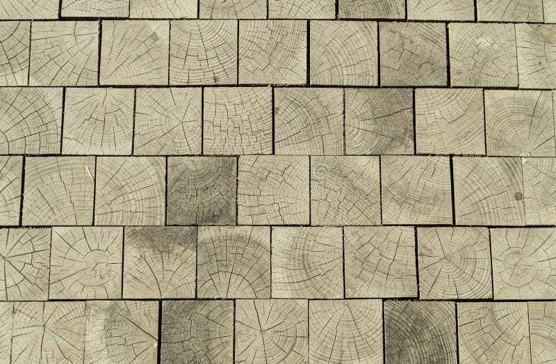 Tree floor texture stock photo. Image of texture, interior - 224985074