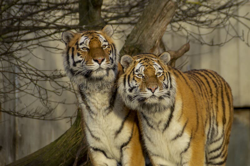 Siberian Tiger siblings stock photo. Image of striped - 230828338