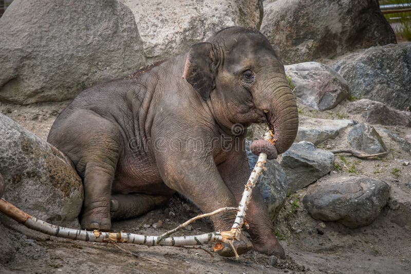 Elephant sitting stock photo. Image of park, asian, environment - 219418140
