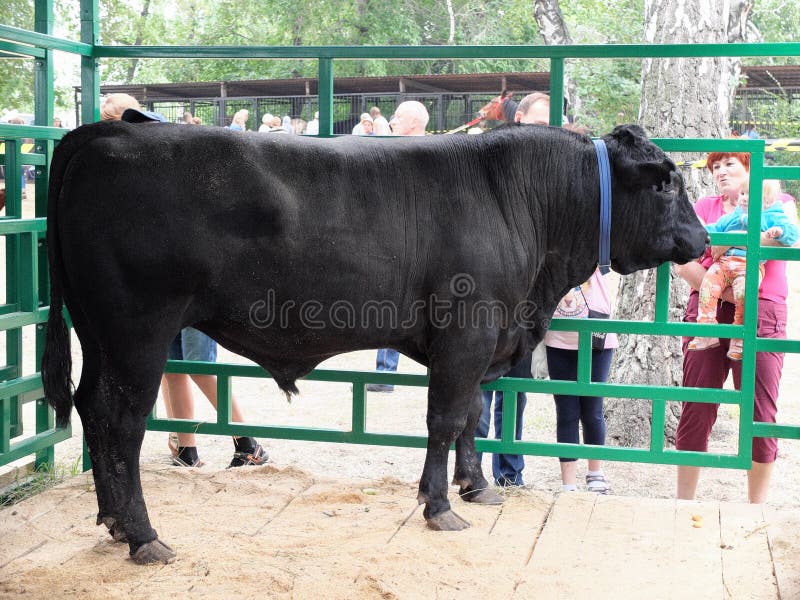 Raça De Bovino - Aberdeen Angus Imagem de Stock - Imagem de angus, gado ...