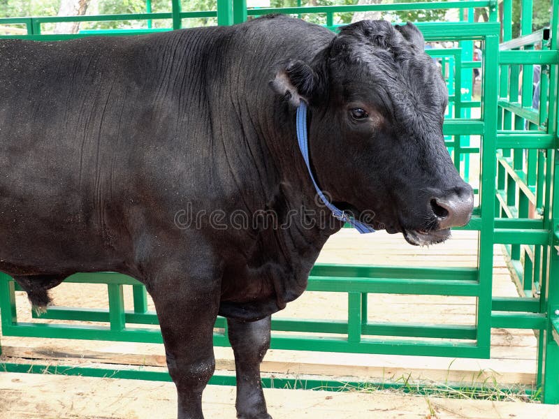 Raça De Bovino - Aberdeen Angus Imagem de Stock - Imagem de angus, gado ...