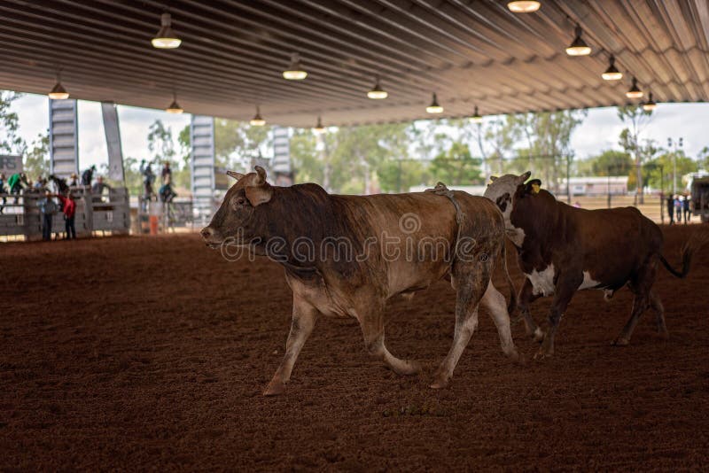 Touros do rodeio foto de stock. Imagem de touros, gado - 356772