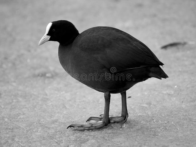 Tourte photo stock. Image du libre, oiseau, glace, nature - 12764792