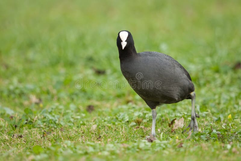 Animal Tourte Photos Stock - Téléchargez 3,006 Photos libres de droits