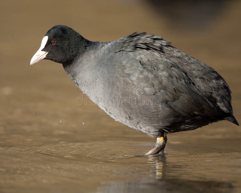 Animal Tourte Photos Stock - Téléchargez 3,006 Photos libres de droits