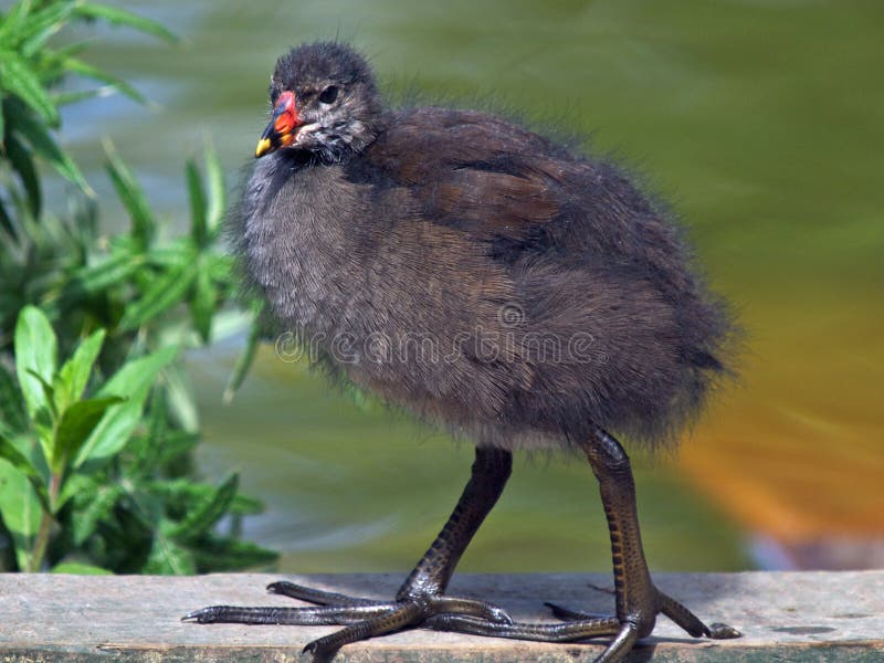 Tourte I image stock. Image du tourte, oiseau, noir, oeil - 2482391