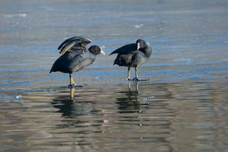Tourte photo stock. Image du fleuve, blanc, marais, animal - 24592238