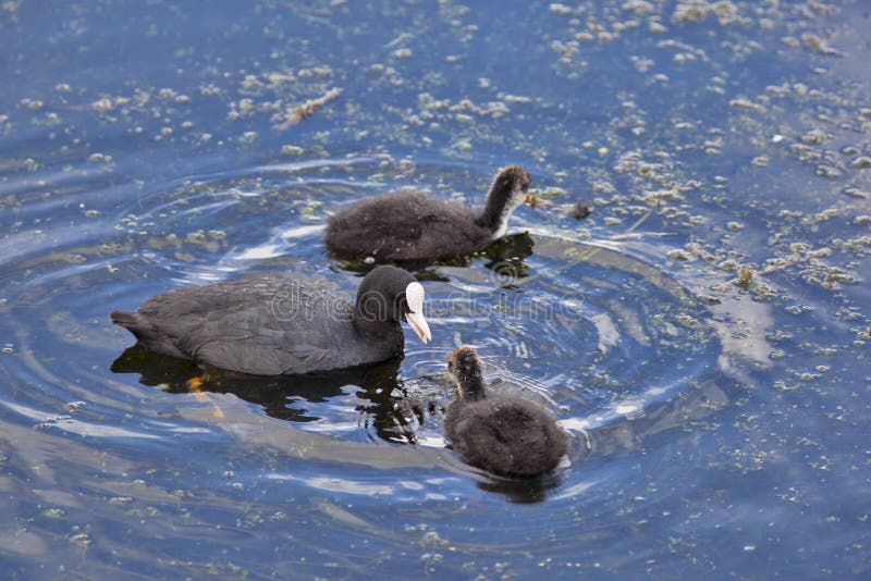 Oiseau Eurasien De Foulque Maroule Dans Le Nid Image stock - Image du ...