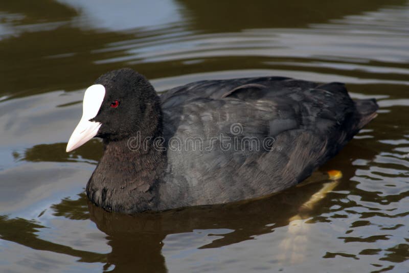 Atra Eurasien De Fulica De Foulque Maroule Image stock - Image du ...