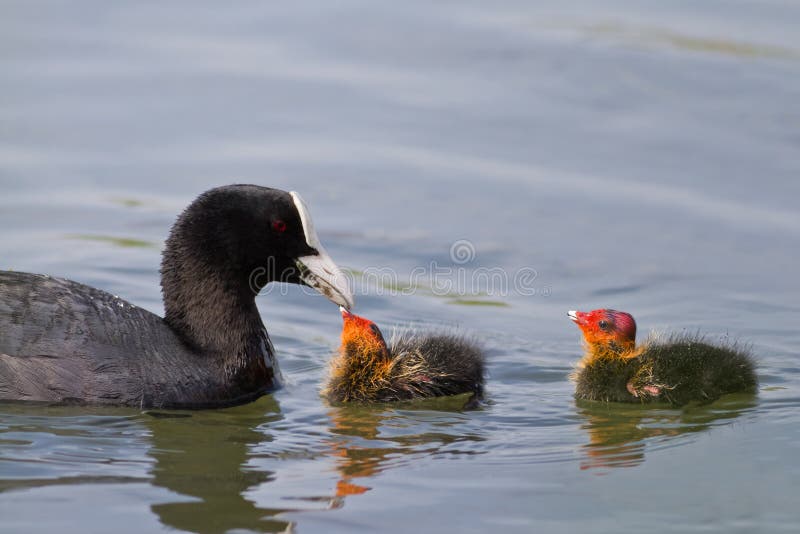 Tourte Eurasienne (atra De Fulica) Image stock - Image du jeune, oiseau ...