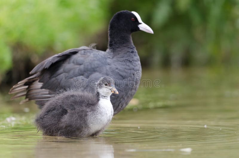 Tourte Eurasienne (atra De Fulica) Image stock - Image du jeune, oiseau ...