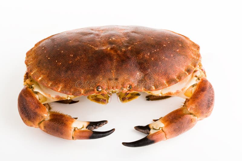 8,624 Poisson De Mer Comestible Photos libres de droits et gratuites de ...