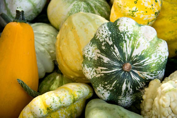 Toutes sortes de courges image stock. Image du ferme - 10553649