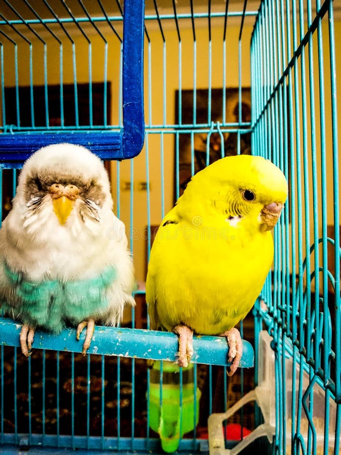 Tow birds in a cage stock image. Image of angry, birds - 259238051