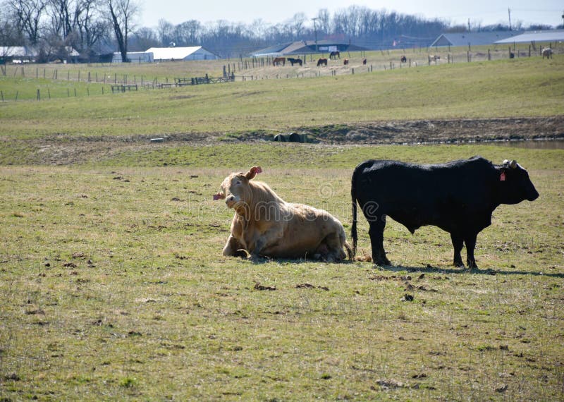 Tow Bulls Out on the Farm Field. Editorial Photo - Image of animals ...