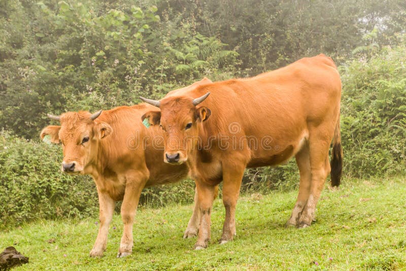 Tow Cows Looking at the Camera Stock Photo - Image of nature ...