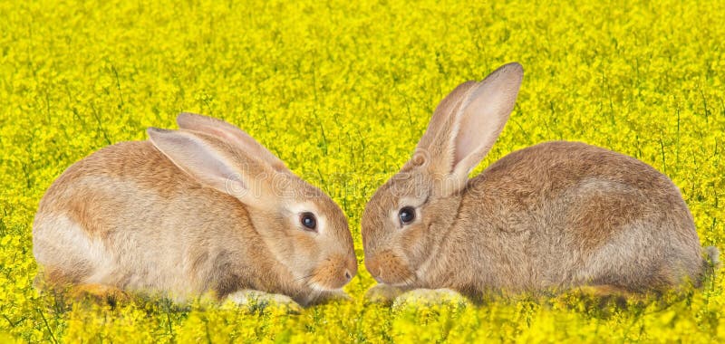 Tow cute rabbits in love stock image. Image of love, mammal - 35190239