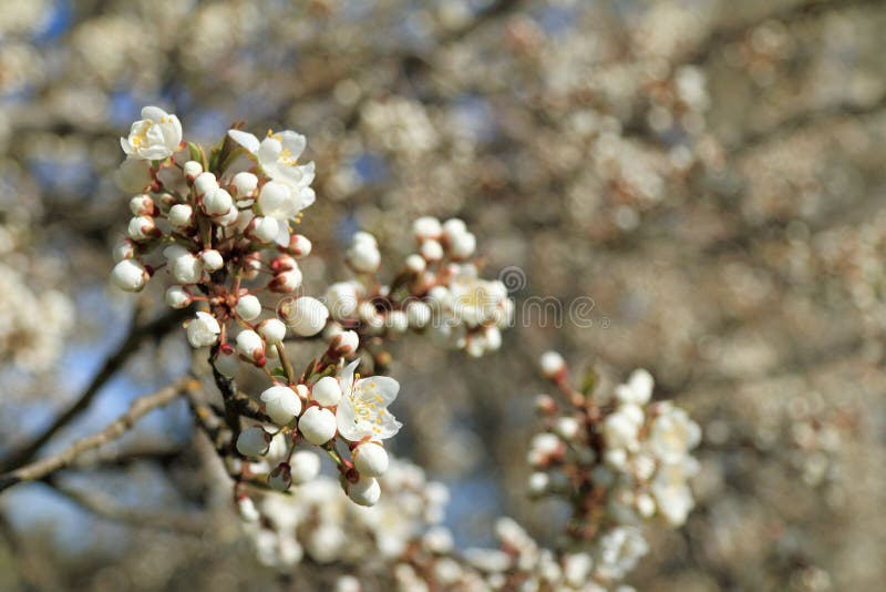 Towards the spring sun stock image. Image of blur, bloom - 130866685