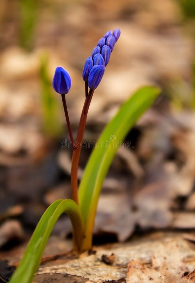 Towards to spring stock photo. Image of snowdrop, spring - 89375564