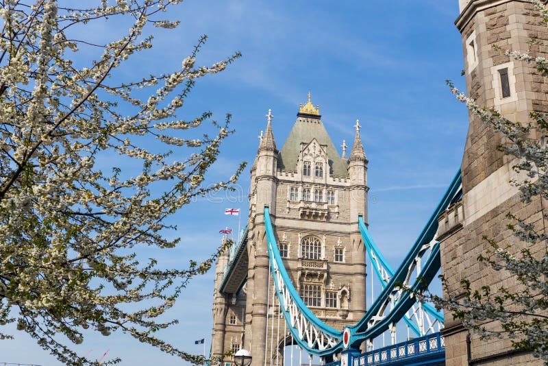 Tower Bridge with White Flower Blossom London in Spring. Stock Photo ...