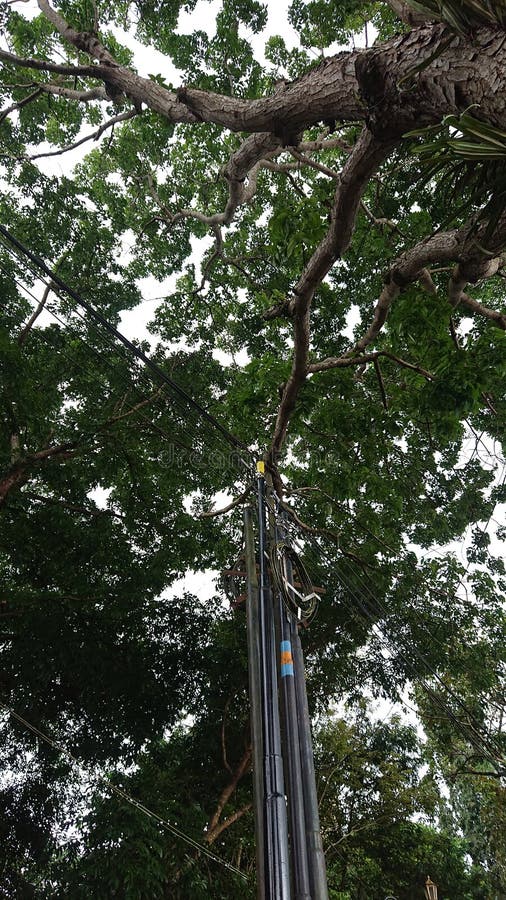 Tower Cable on between a Tree Stock Image - Image of jungle, tower ...