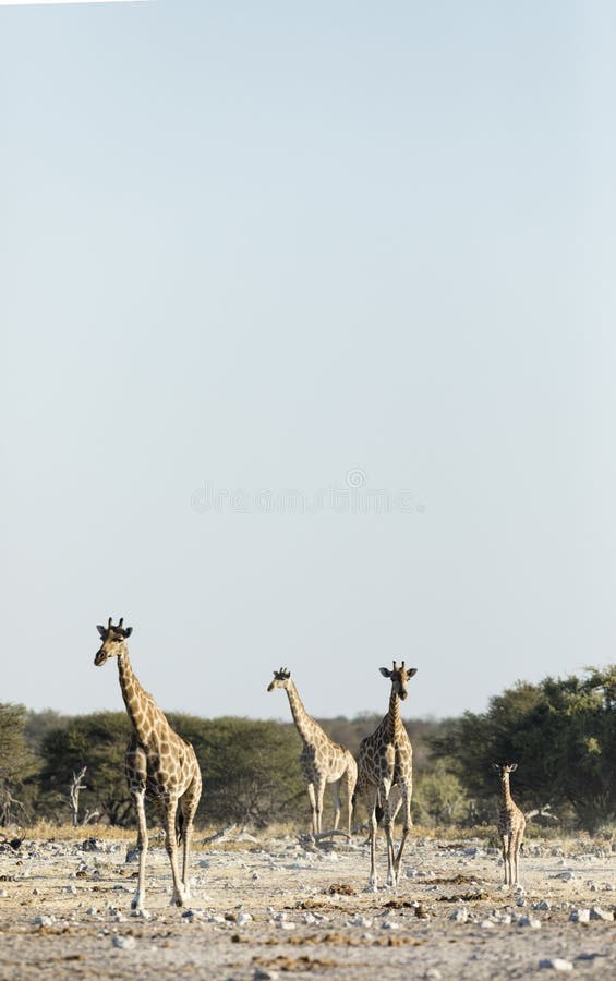 A tower of giraffe stock image. Image of desert, damaraland - 145515319