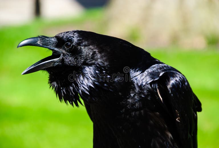 393 Angry Raven Stock Photos - Free & Royalty-Free Stock Photos from ...