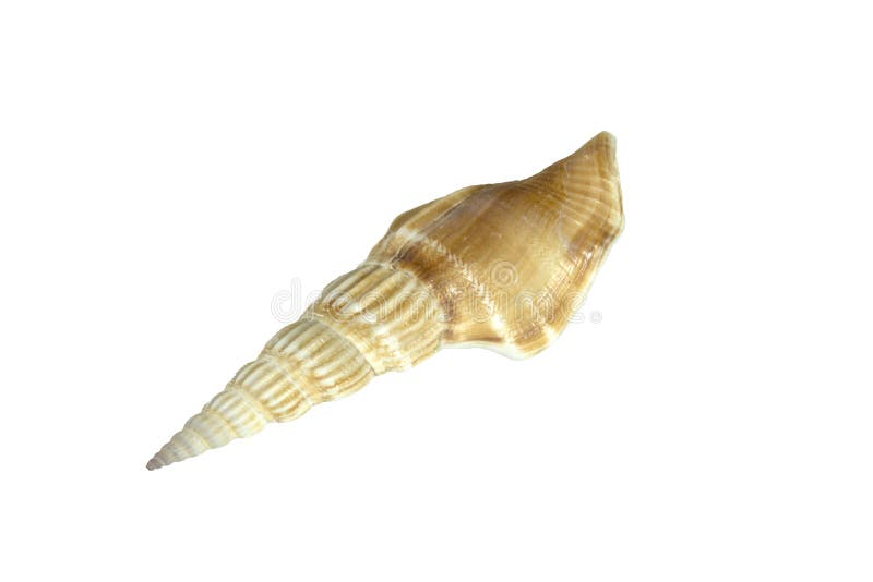Turret or Shells on the Beach Sand Stock Photo - Image of conch ...