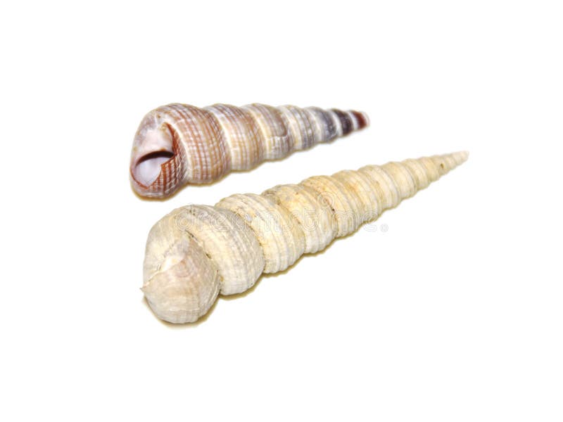 Common Tower Shell (Turritella Communis) Stock Photo - Image of ocean ...